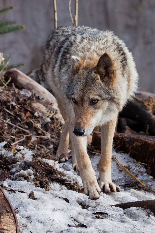 The Wolf Goes through the Forest in Black and White, Cave Paintings ...