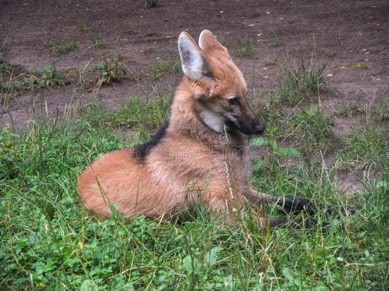 Wolf on the grass stock image. Image of grass, mammals - 214490725