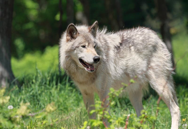 Wolf stock photo. Image of summer, animal, wolf, wildlife - 42235000