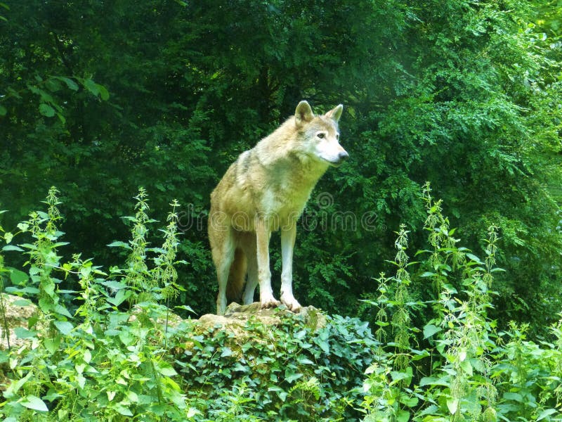 Wolf stock image. Image of green, nature, animal, wolf - 95073867