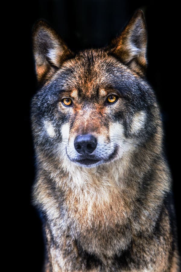 Wolf, Grey Wolf, Canis Lupus Stock Photo - Image of canidae, zoogdier ...