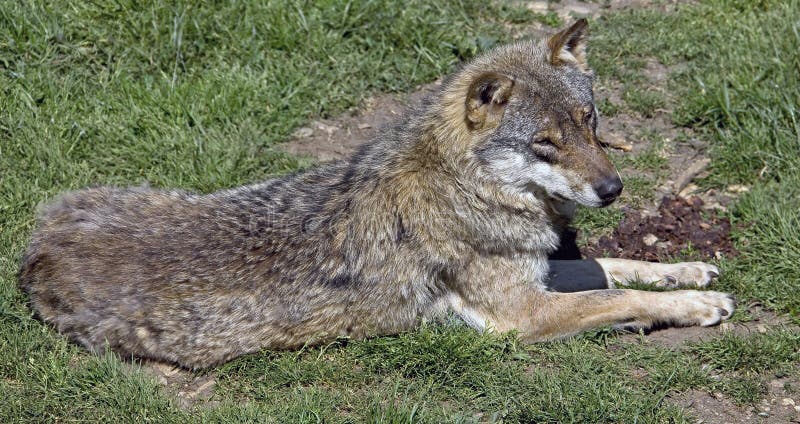 Wolf 6 stock image. Image of view, tail, wolf, environment - 37908905