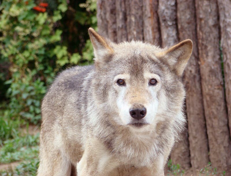Wolf Grey or Ordinary Canis Lupus Stock Photo - Image of lupus, grey ...