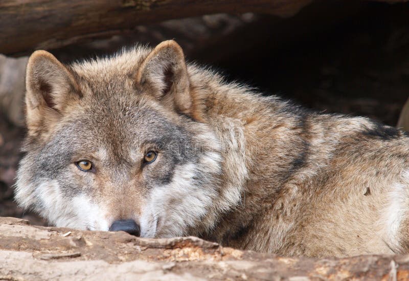 Wolf Behind Tree Stock Photos - Download 97 Royalty Free Photos