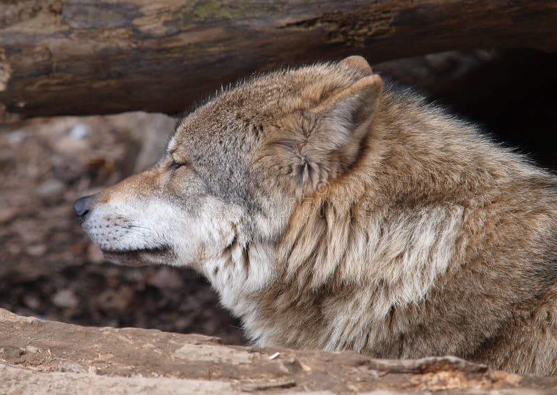 Wolf Behind Tree Stock Photos - Download 97 Royalty Free Photos