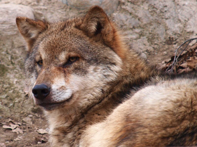 Wolf Behind Tree Stock Photos - Download 97 Royalty Free Photos