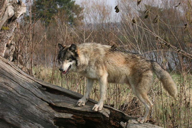 Wolf stock photo. Image of mammial, wildlife, stalker - 48630126