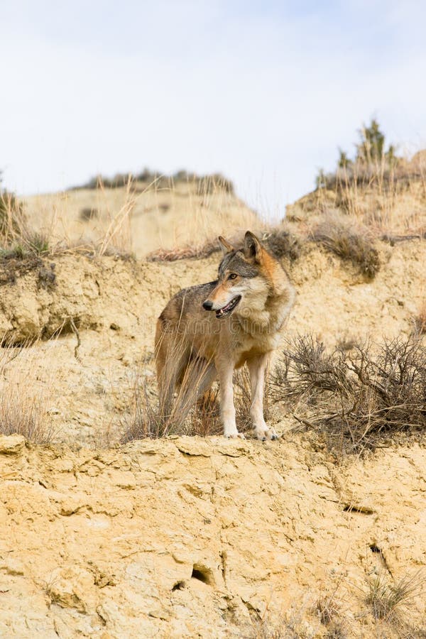 Wolf on guard stock image. Image of outdoors, natural - 84506699