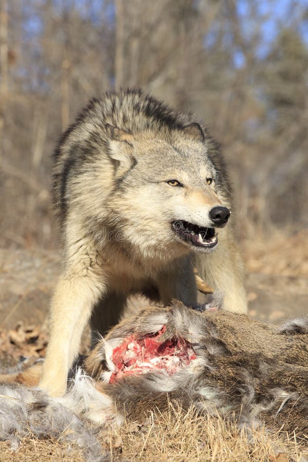 Wolf guarding deer carcass stock image. Image of jaws - 37948937