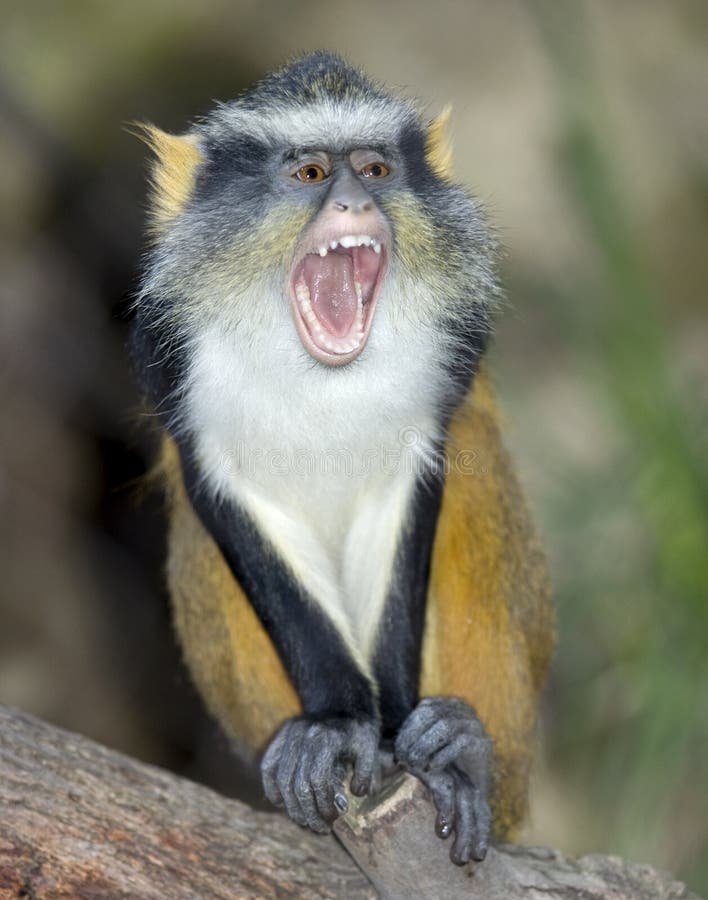 8+ Wolf monkey Free Stock Photos - StockFreeImages