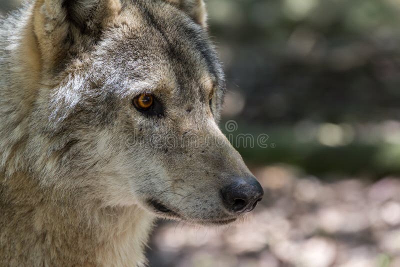 Wolf head and eyes stock photo. Image of predator, natural - 78322716