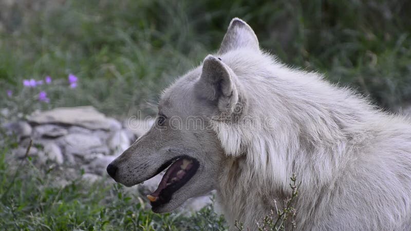 Wolf head in nature. stock video. Video of herd, closeup - 40275303