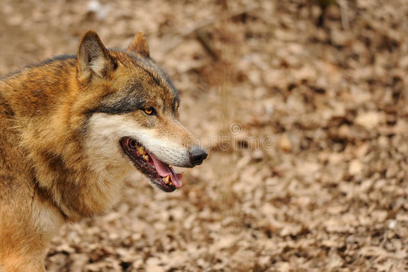 Wolf head stock photo. Image of head, hunter, carnivore - 50853906