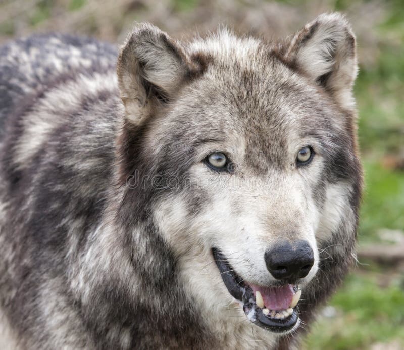 Wolf Head Shot stockbild. Bild von tier, canis, bedingung - 60605971