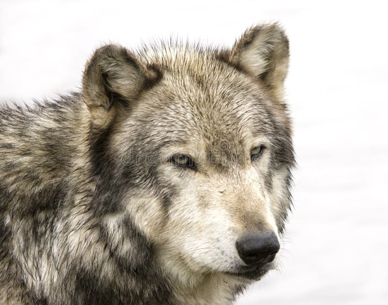 Wolf Head Shot stock image. Image of lupus, grey, canis - 52245509