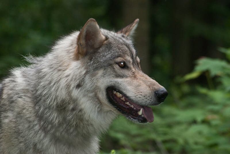Wolf Headshot stock photo. Image of canine, wolf, carnivore - 72036036