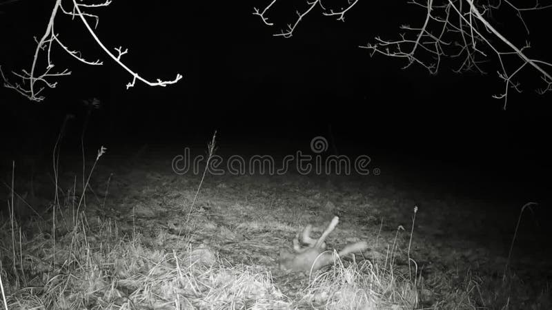 A Wolf Heavily Infested with Mange Mites Rolls on the Ground To Relieve ...