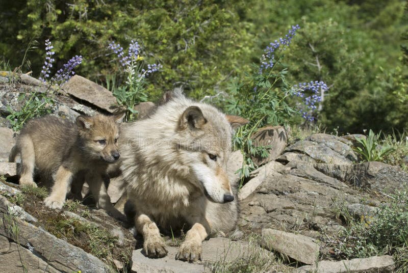 Wolf cub stock photo. Image of wolf, timber, predator - 5884484