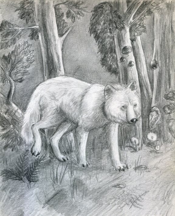 Wolf in het bos - schets stock illustratie. Illustration of schets ...