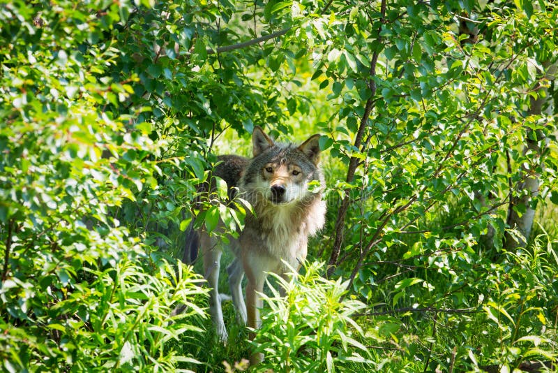 Wolf hide between trees stock image. Image of stalking - 39255247