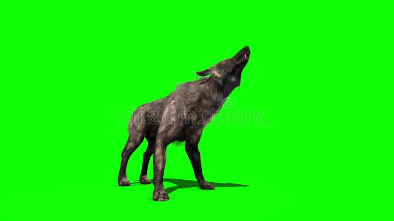 Wolf Howl Green Screen 3D Rendering Animation Stock Footage - Video of ...