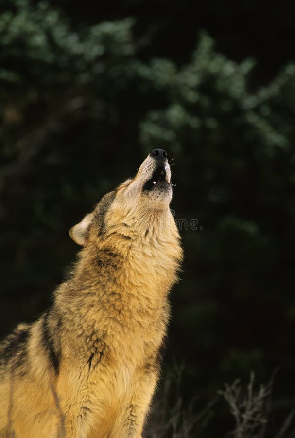 Wolf Howling stock photo. Image of canine, gray, howl - 19101958