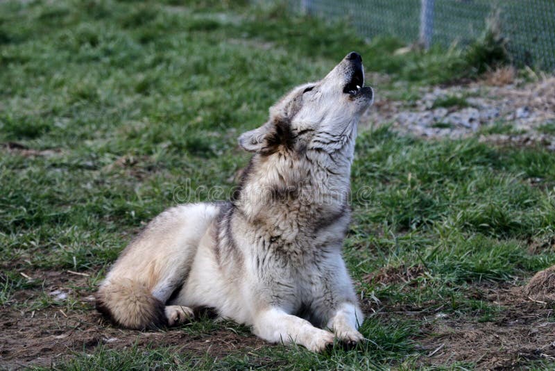 Wolf howling stock photo. Image of carnivore, green, wildlife - 26399054