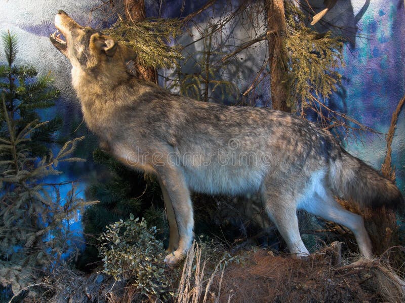 Wolf howling editorial photography. Image of canine, dangerous - 967357