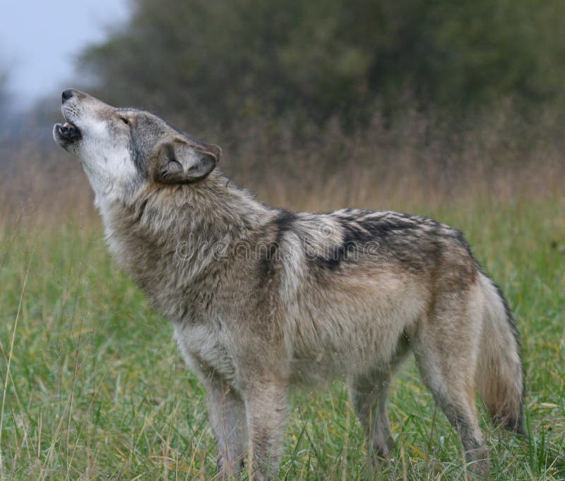 Wolf Stalking Prey stock image. Image of scent, balance - 24387455