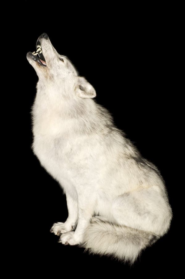 Wolf Howling Isolated Over Black Stock Image - Image of tail, mammalia ...