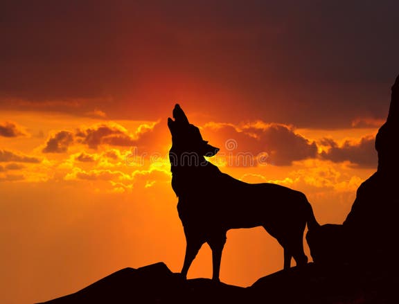 Wolf howling at sunset stock image. Image of cliff, howling - 26716979