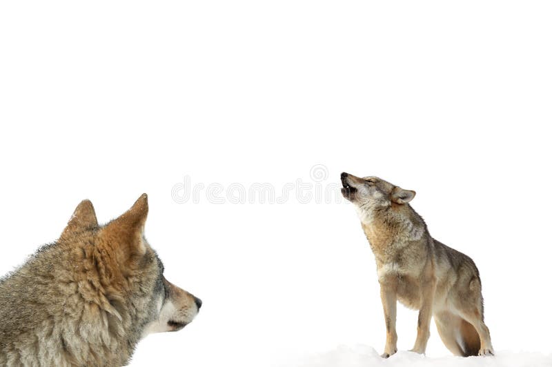 Wolf Sitting Side View Howling