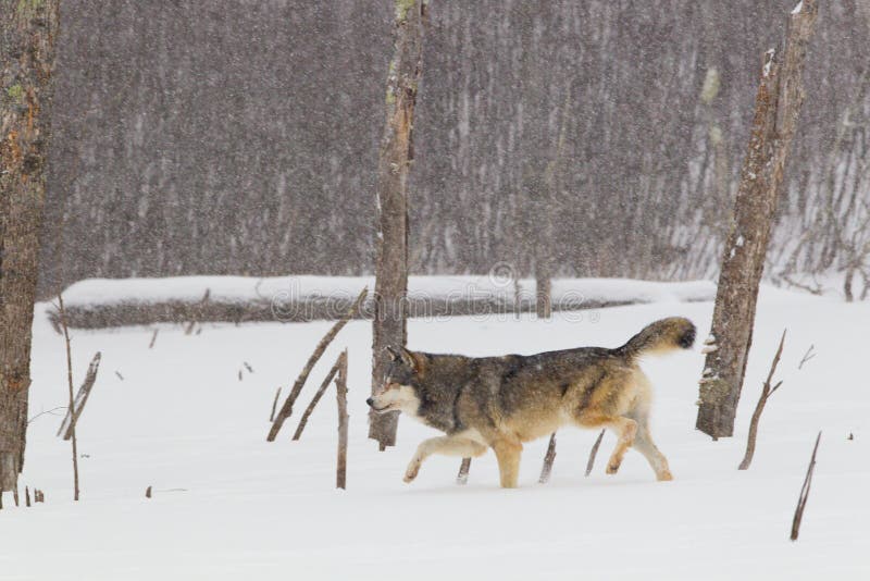 Wolf Hunting in Heavy Snow Storm Stock Image - Image of tongue, grey ...