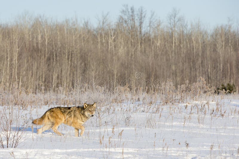 Wolf Hunting Prey in Mountains Stock Photo - Image of canis, animals ...