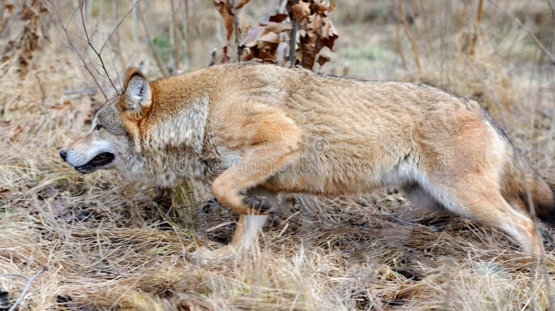 527 Grey Wolf Looking Prey Stock Photos - Free & Royalty-Free Stock ...