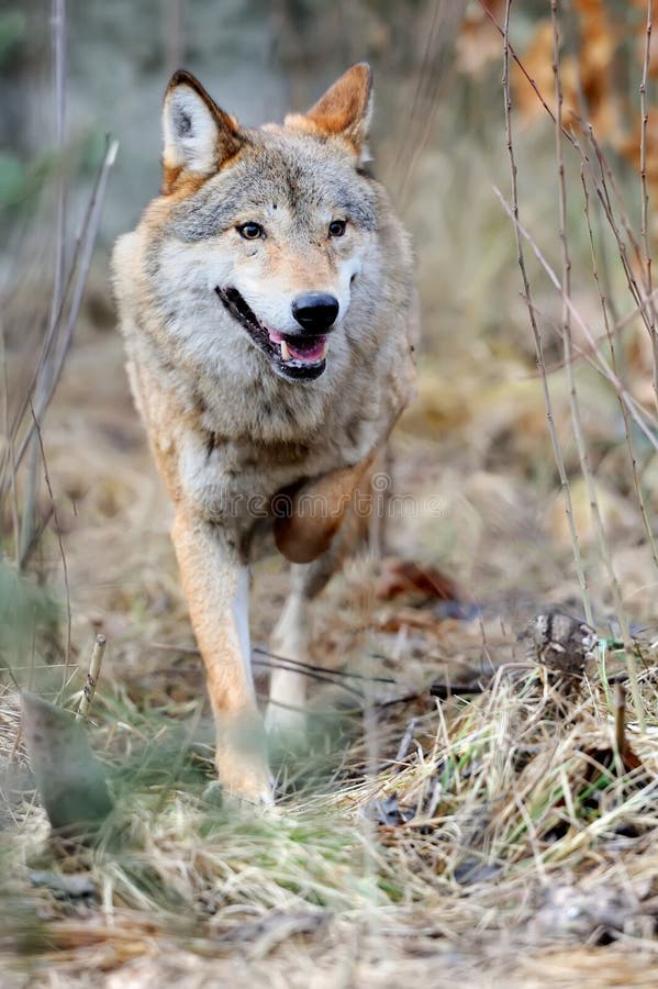 Wolf Sneaking Stock Photos - Free & Royalty-Free Stock Photos from ...