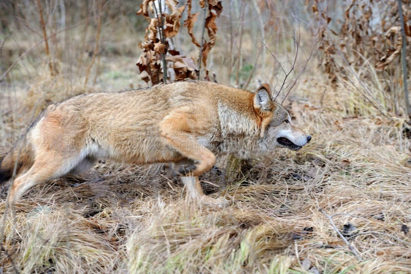 Wolf stock image. Image of outdoors, canine, lupus, hunting - 36900325