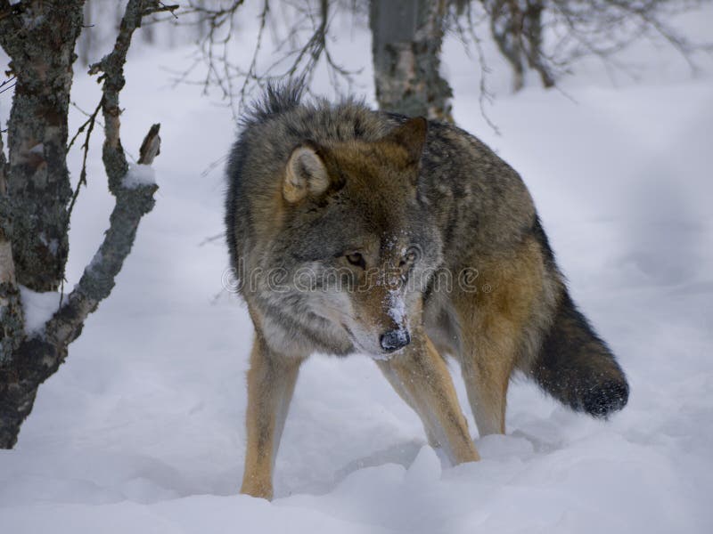 Wolf in the snow, norway stock photo. Image of mammal - 133956712