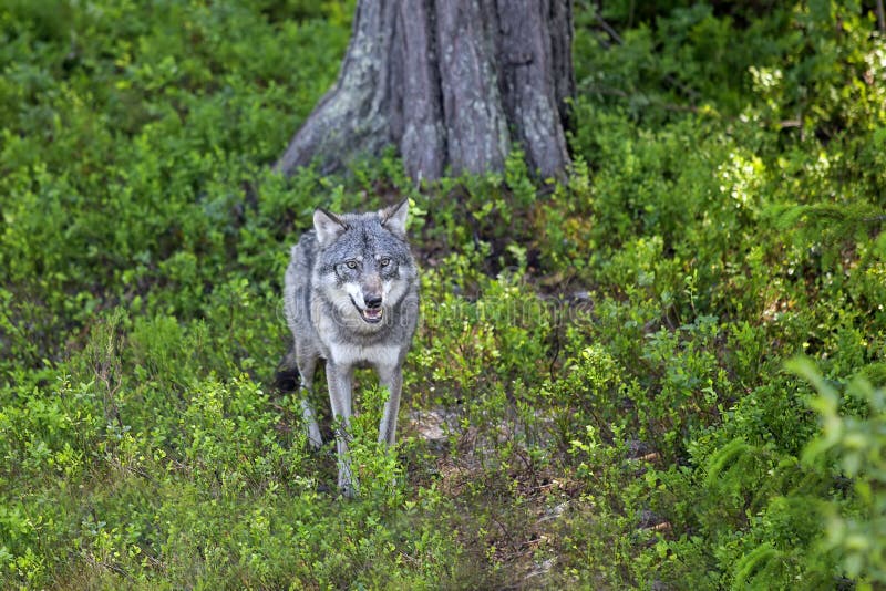 Wolf im norwegischen Wald stockbild. Bild von wald, majestätisch - 19966099