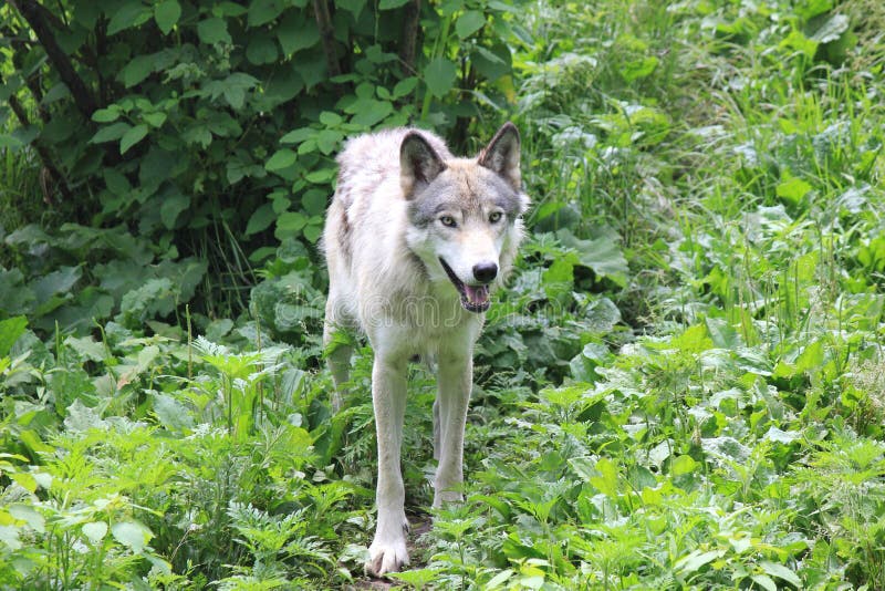 Wolf im Wald stockfoto. Bild von tier, fleischfresser - 56687324