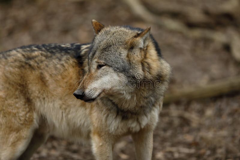 Wolf im Wald stockbild. Bild von canis, säugetier, wald - 144689647