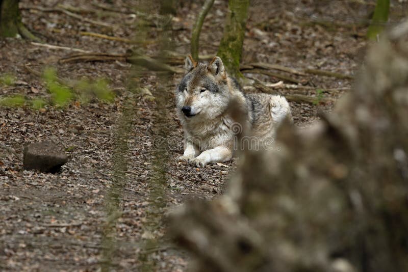 Wolf im Wald stockbild. Bild von wald, tiere, fleischfresser - 144689843