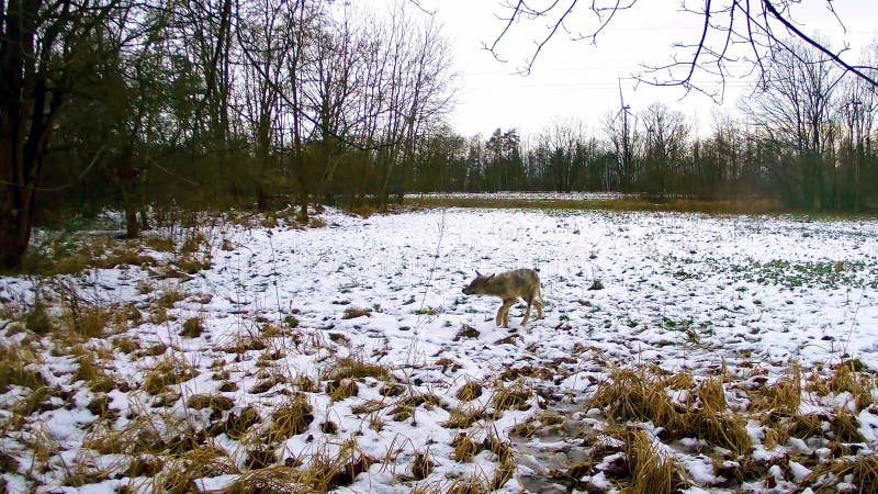 A Wolf Infested with Mange Mites Stock Footage - Video of nature ...