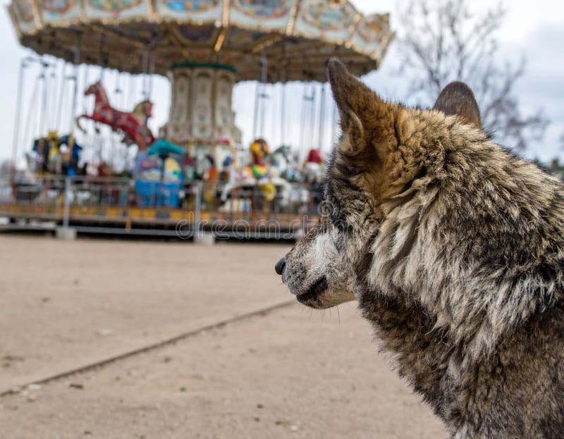 A Wolf is Intently Watching a Carousel Spinning in a Deserted Amusement ...