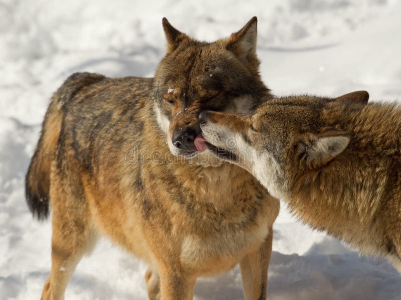 Wolf interaction stock image. Image of snow, white, licking - 13671527