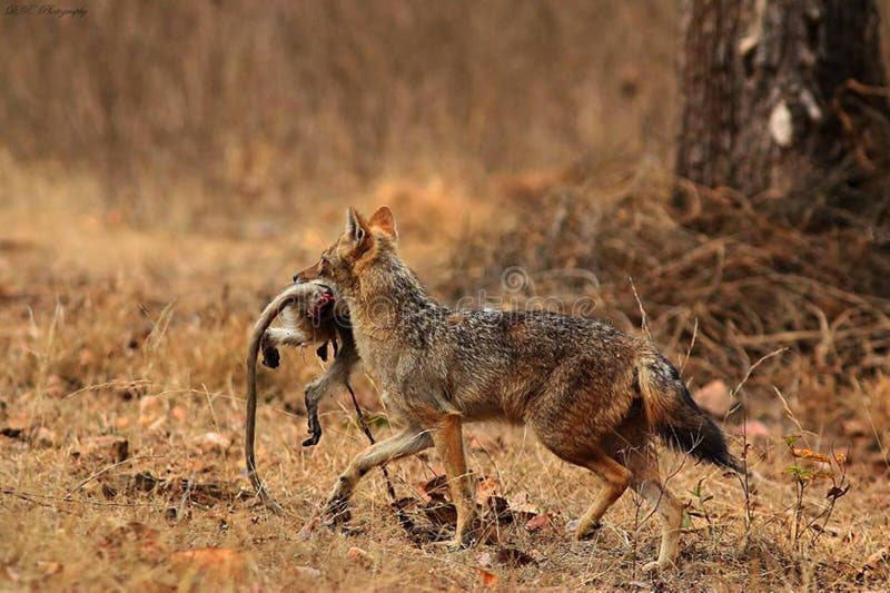 Wolf Hunting Prey stock photo. Image of predator, mammal - 26349710