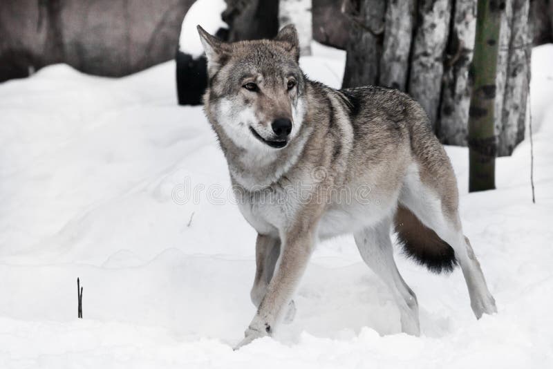 The Wolf Jumps Out and Thinks Where To Run, Against the Backdrop of ...