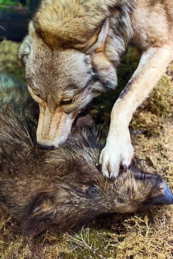 Wolf killing wild boar. stock image. Image of canine - 48904277