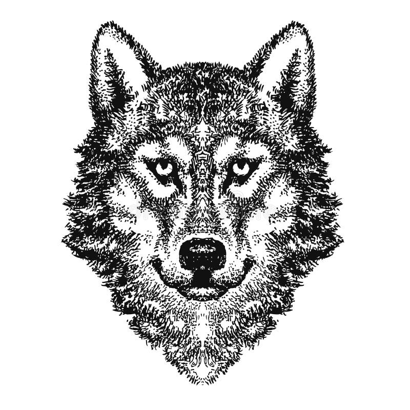 Wolf Kopf Stock Illustrationen, Vektors, & Klipart – (7,991 Stock ...