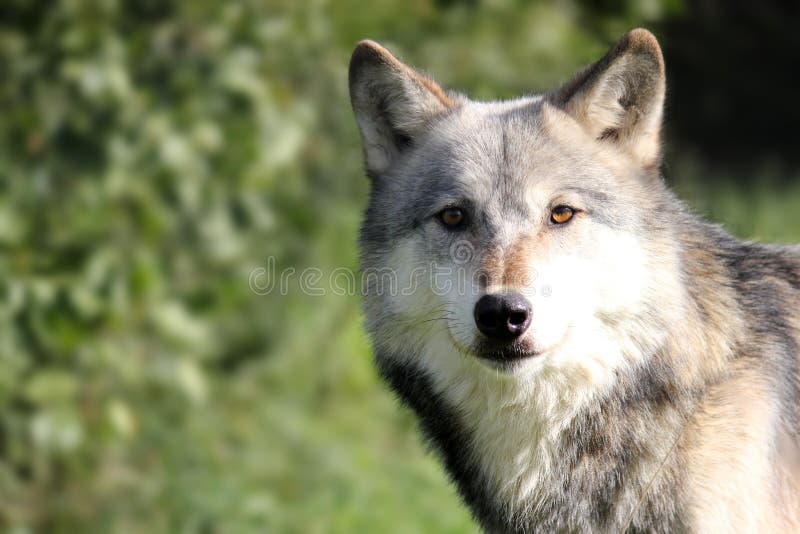 Wolf landscape stock photo. Image of female, america - 34229528